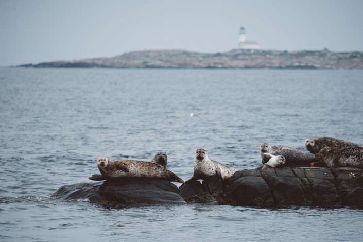 Places to go in Skåne - All the places you will go